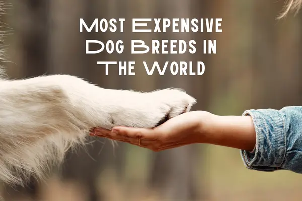 The 12 Most Expensive Dog Breeds in the World